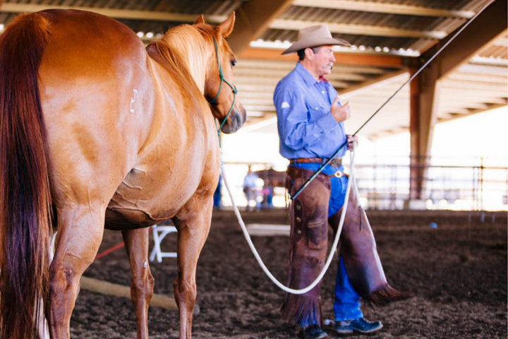 Horse Lunging Simplified with The Circling Game