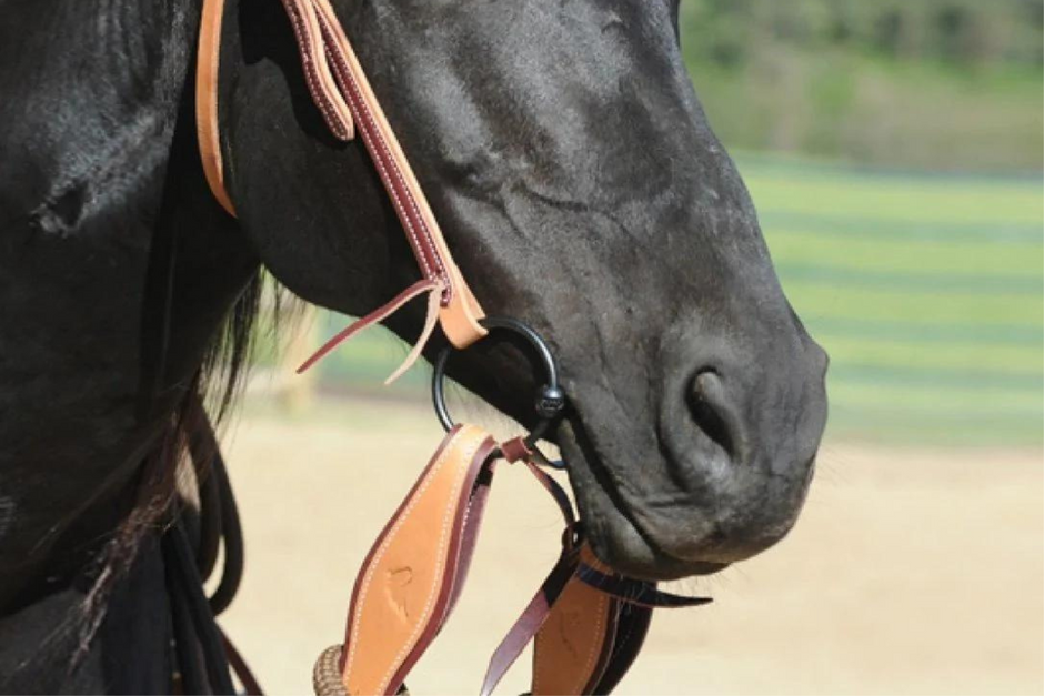 Bits for Horses: A Complete, Natural Guide