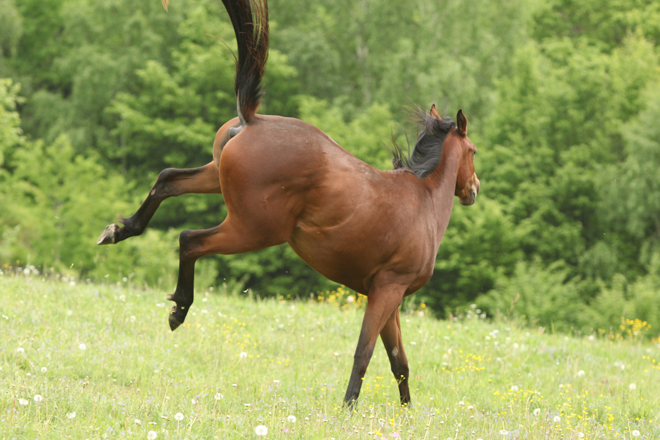 Why Do Horses Bite?