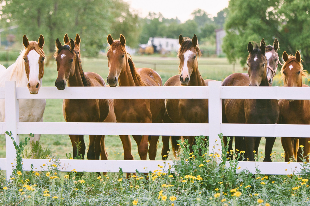 12 Most Popular Horse Breeds