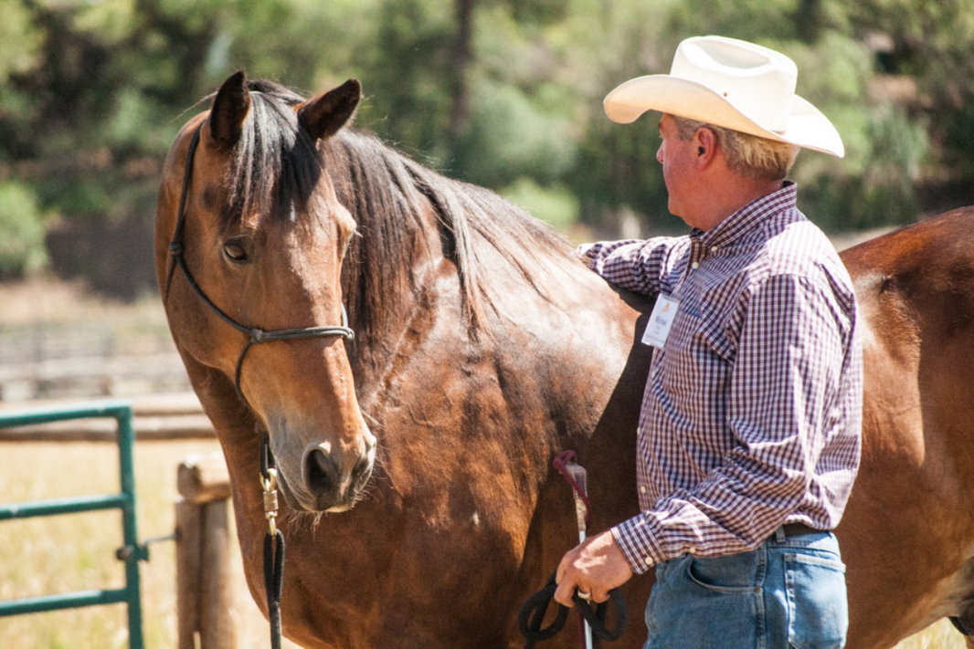 Horse Ownership for Beginners: A Complete Guide