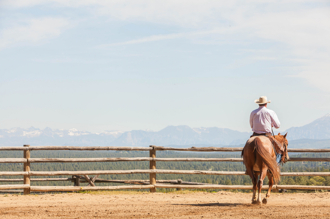 Colt Starting and Colt Breaking – The Differences