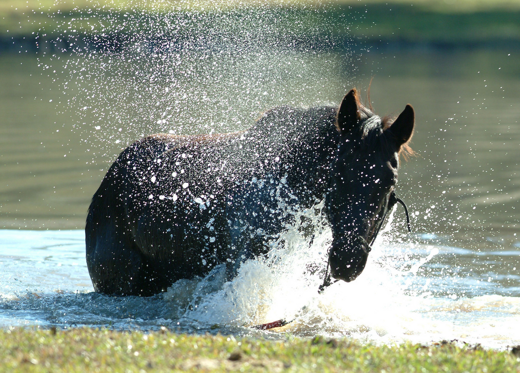 Parelli Natural Horsemanship