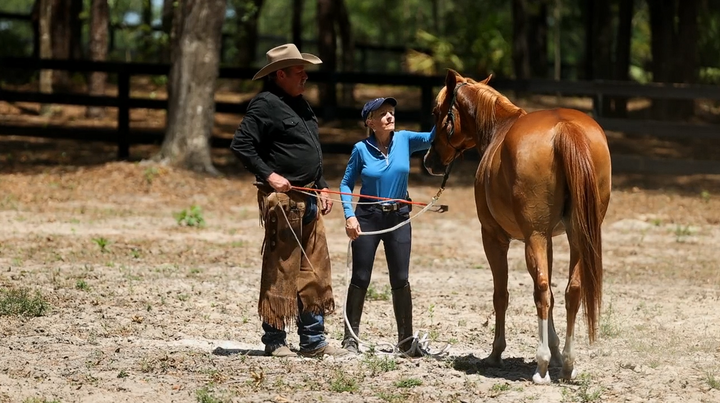 Horse Tamer Series