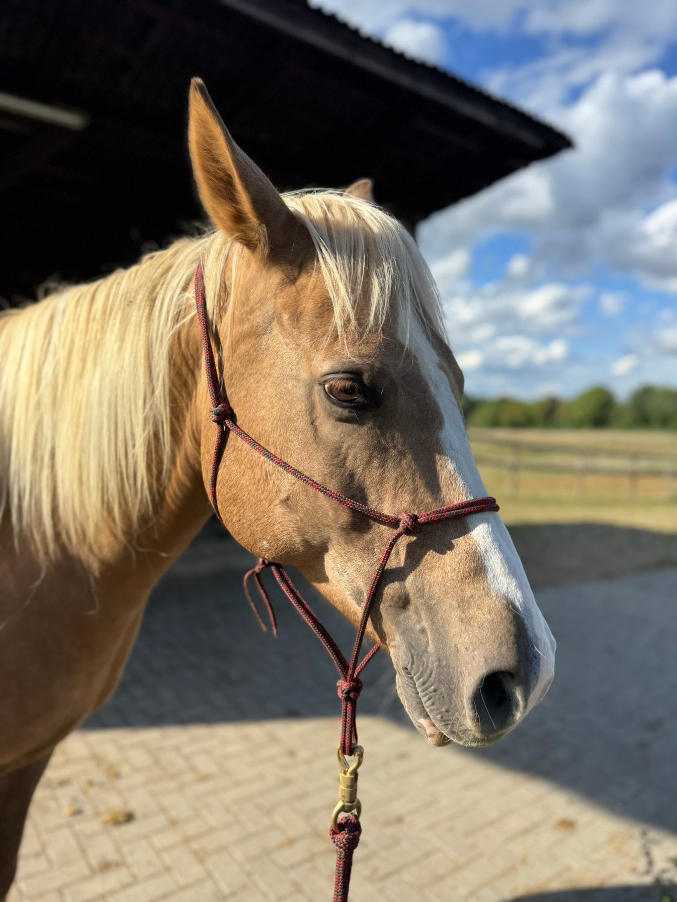 Horse Halter for Natural Horsemanship Training