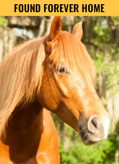 Dream Horses Forever Homes