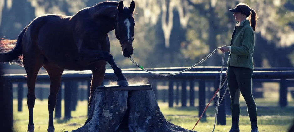 The Parelli Levels Program