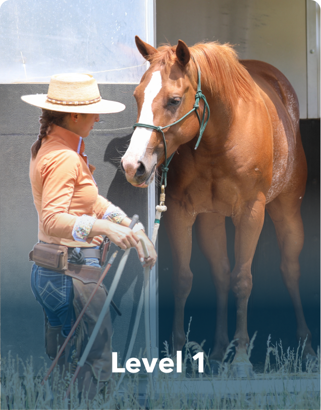 Parelli Natural Horsemanship