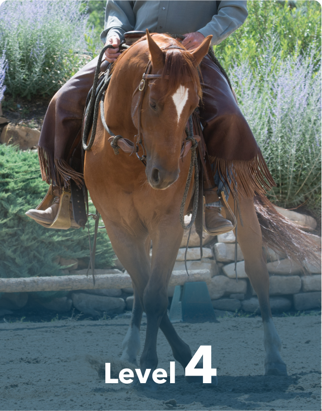 Parelli Natural Horsemanship