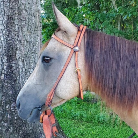 Bridles, Bits, Reins